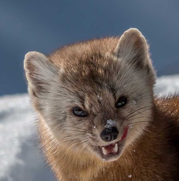 Pine Marten: The Canadian Rockies' Most Prevalent Predator!
